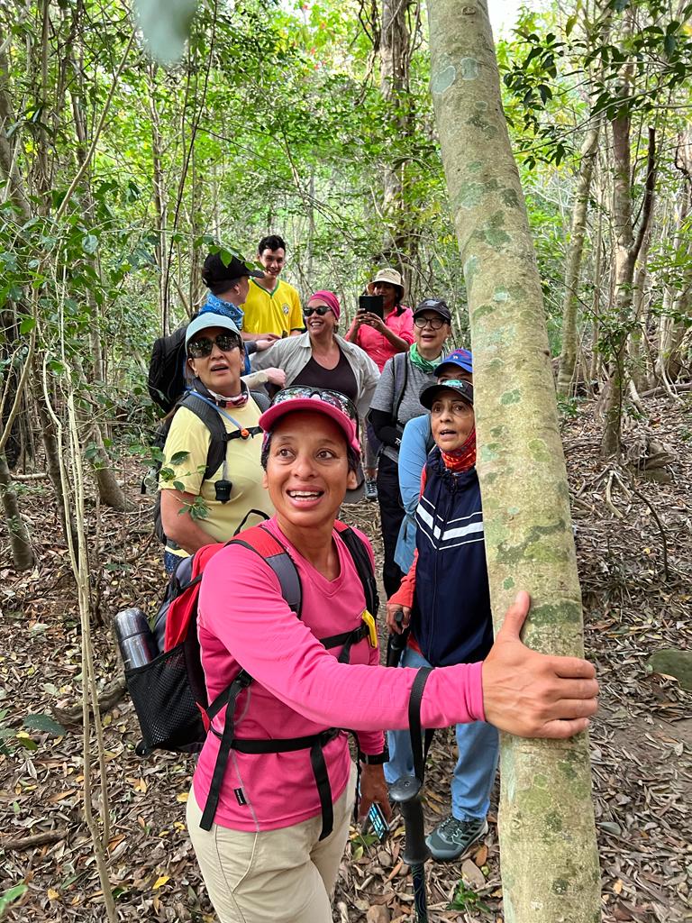 Cape Town Day Hikes: A Newlands Forest Route - She Hikes ... A lot!
