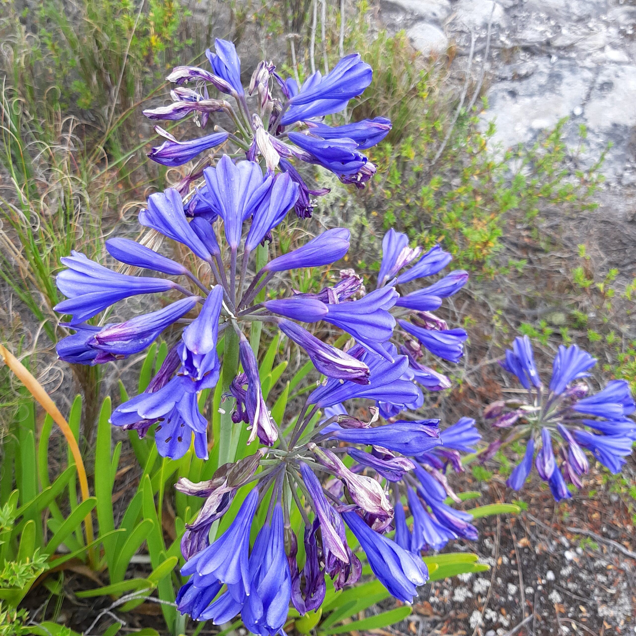 Cape Town Day Hikes: The Nursery Ravine Hiking Trail - She Hikes ... A lot!