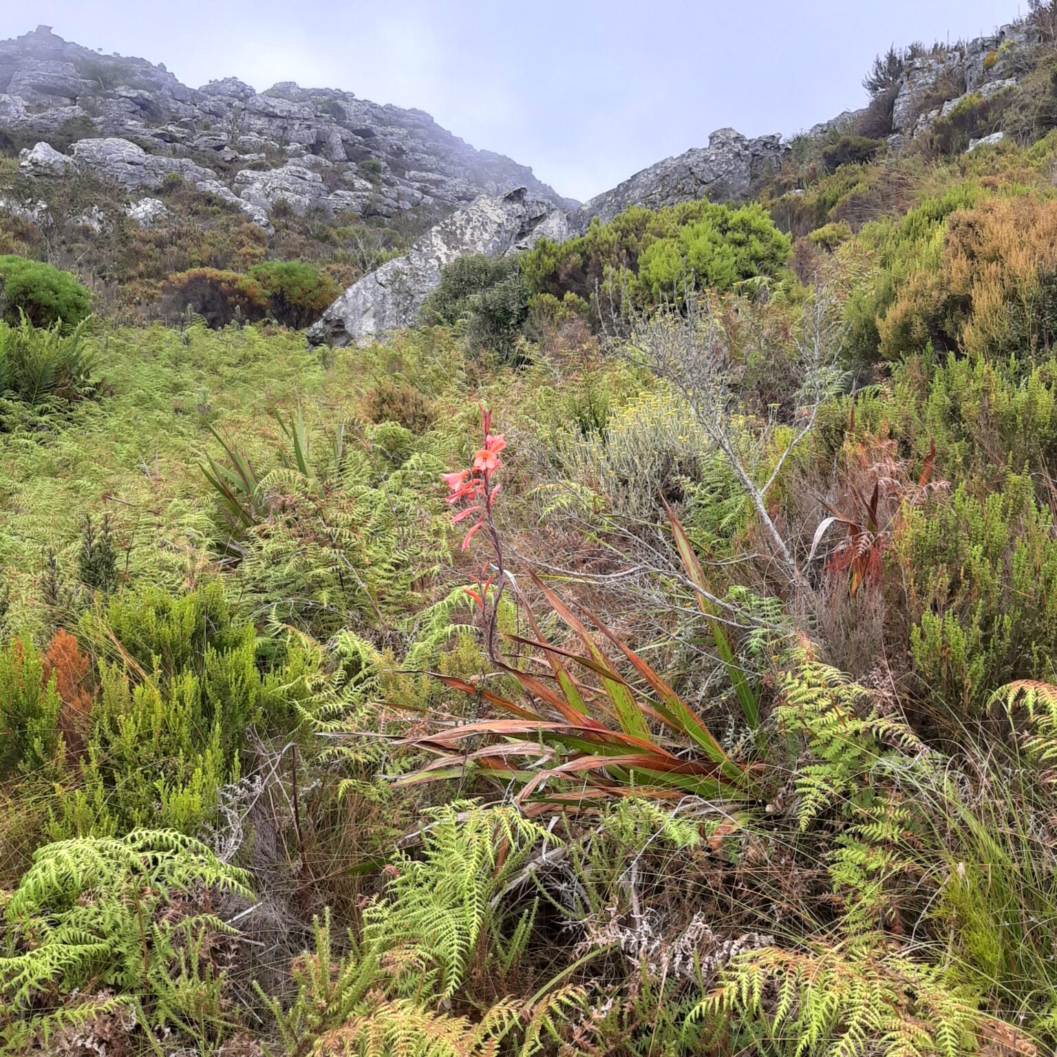Cape Town Day Hikes: The Nursery Ravine Hiking Trail - She Hikes ... A lot!