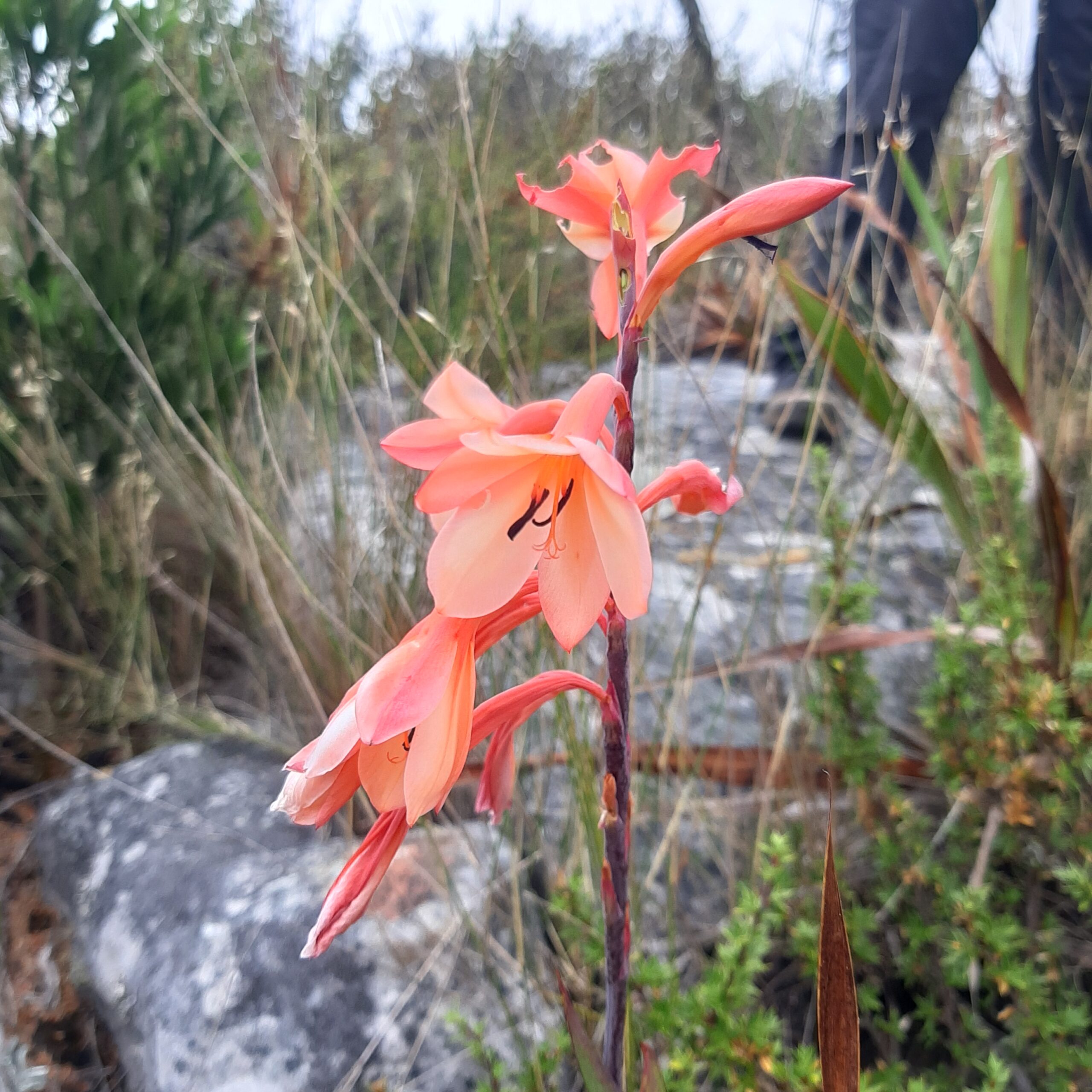Cape Town Day Hikes: The Nursery Ravine Hiking Trail - She Hikes ... A lot!