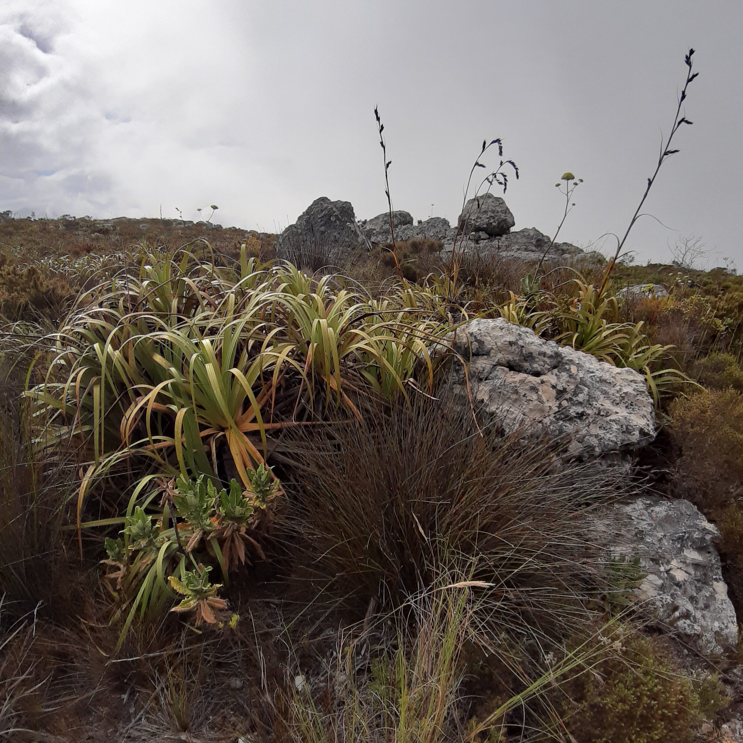 Cape Town Day Hikes: The Nursery Ravine Hiking Trail - She Hikes ... A lot!