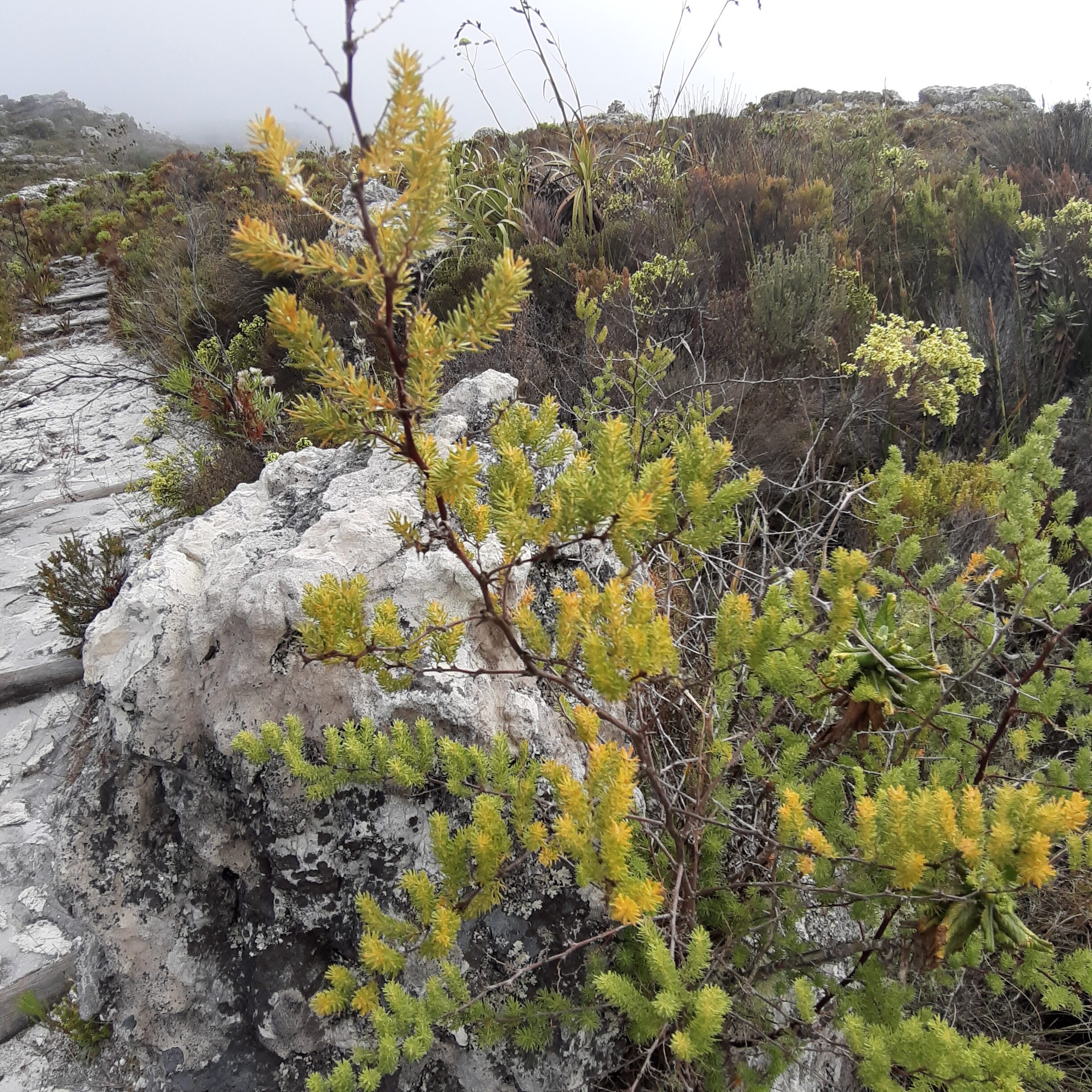 Cape Town Day Hikes: The Nursery Ravine Hiking Trail - She Hikes ... A lot!