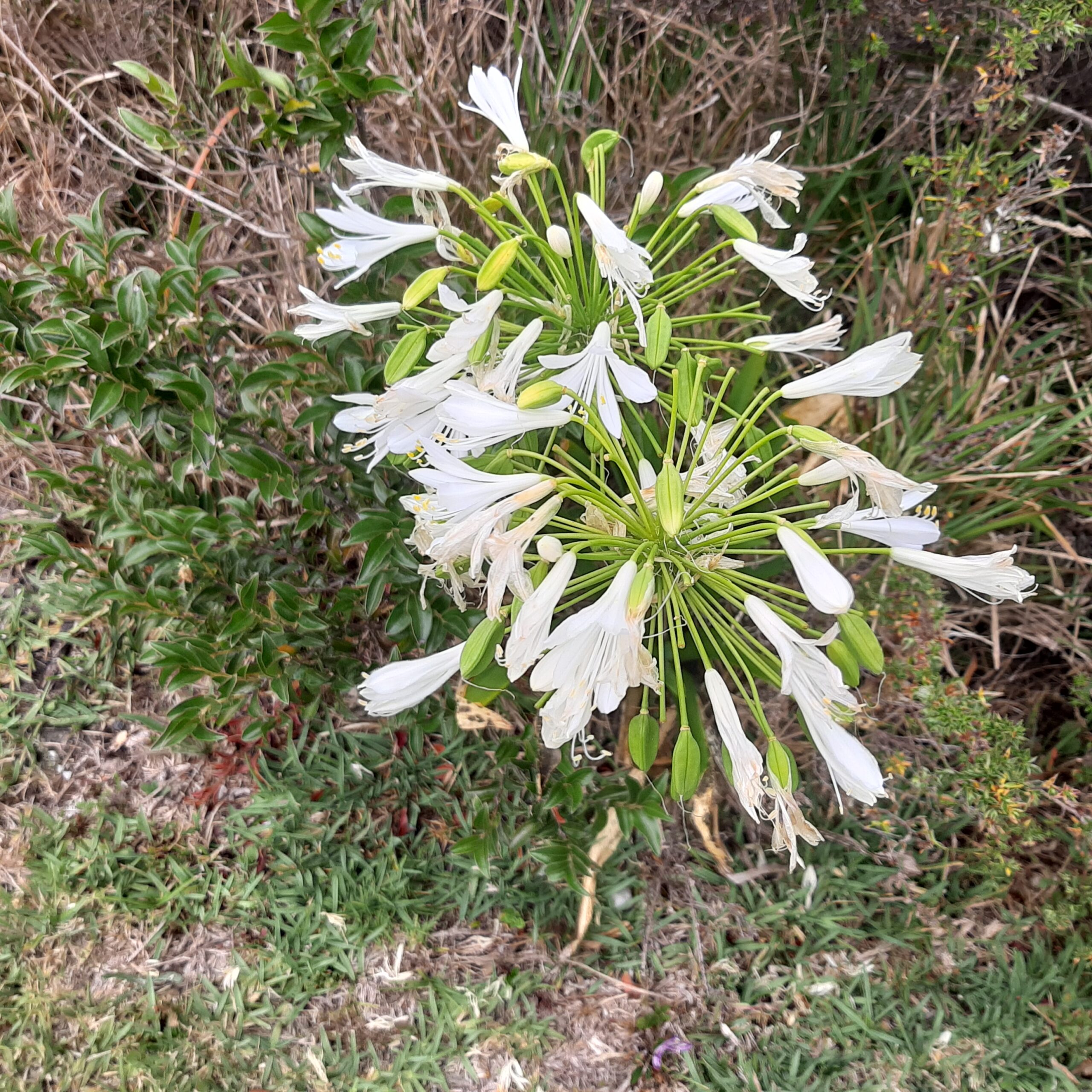 Cape Town Day Hikes: The Nursery Ravine Hiking Trail - She Hikes ... A lot!