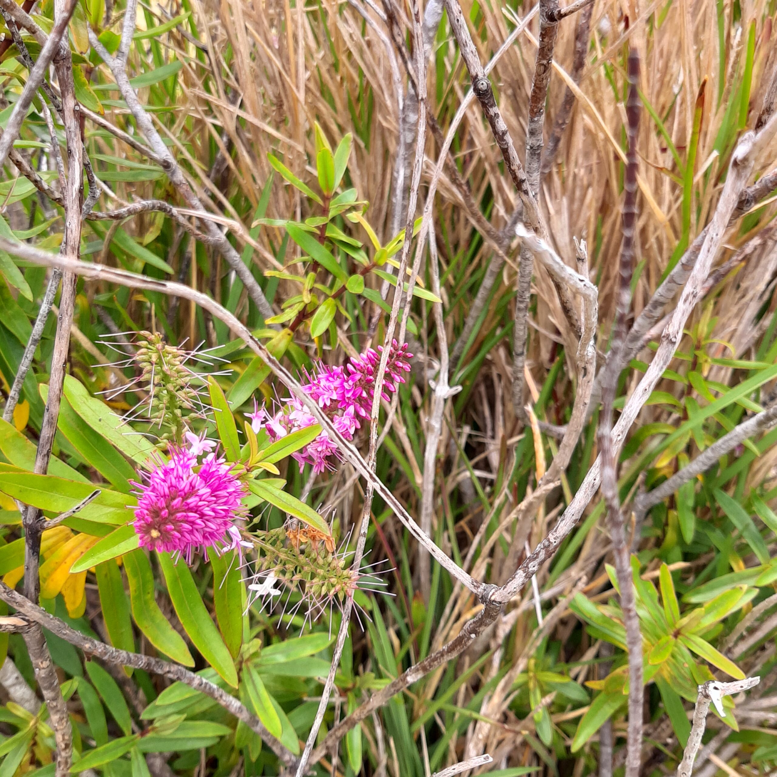 Cape Town Day Hikes: The Nursery Ravine Hiking Trail - She Hikes ... A lot!