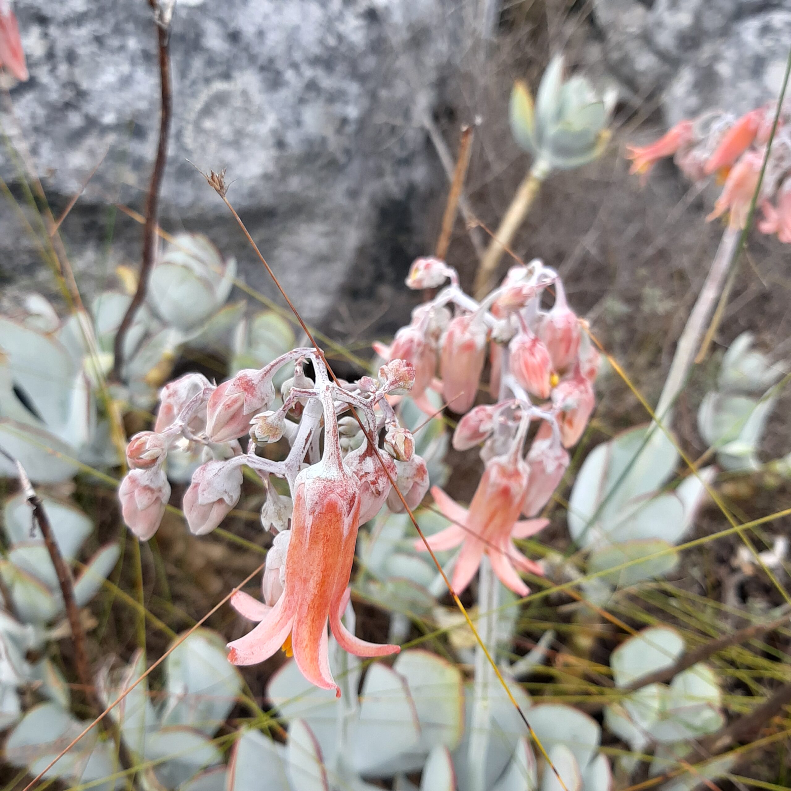 Cape Town Day Hikes: The Nursery Ravine Hiking Trail - She Hikes ... A lot!