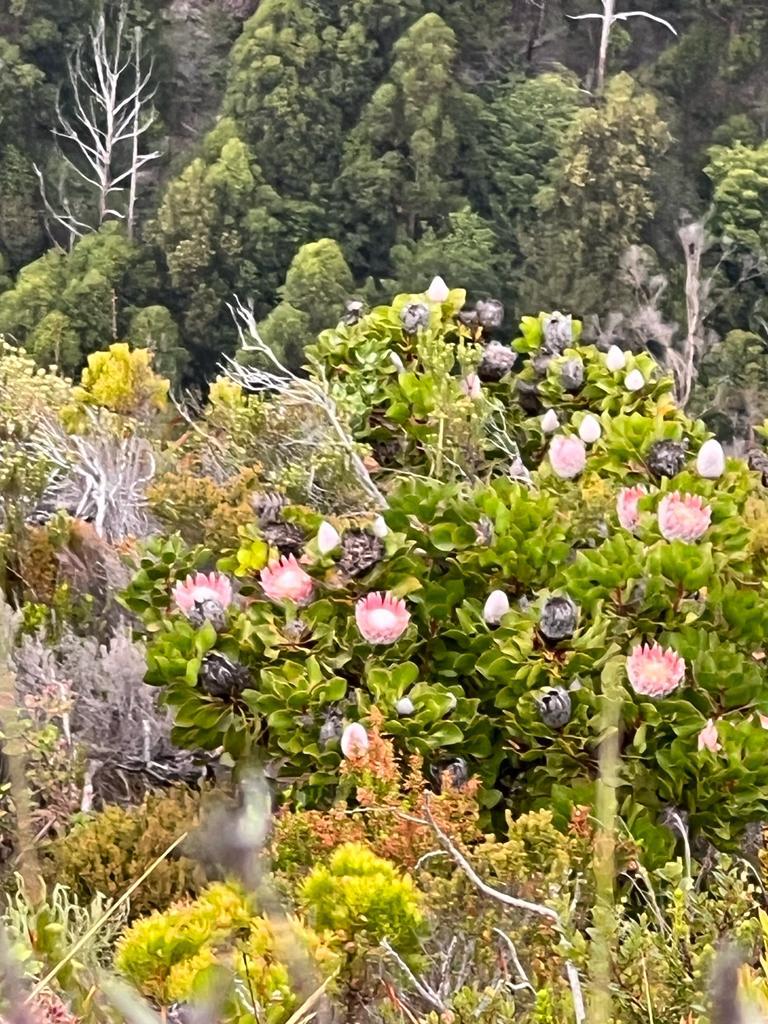 Cape Town Day Hikes: The Nursery Ravine Hiking Trail - She Hikes ... A lot!
