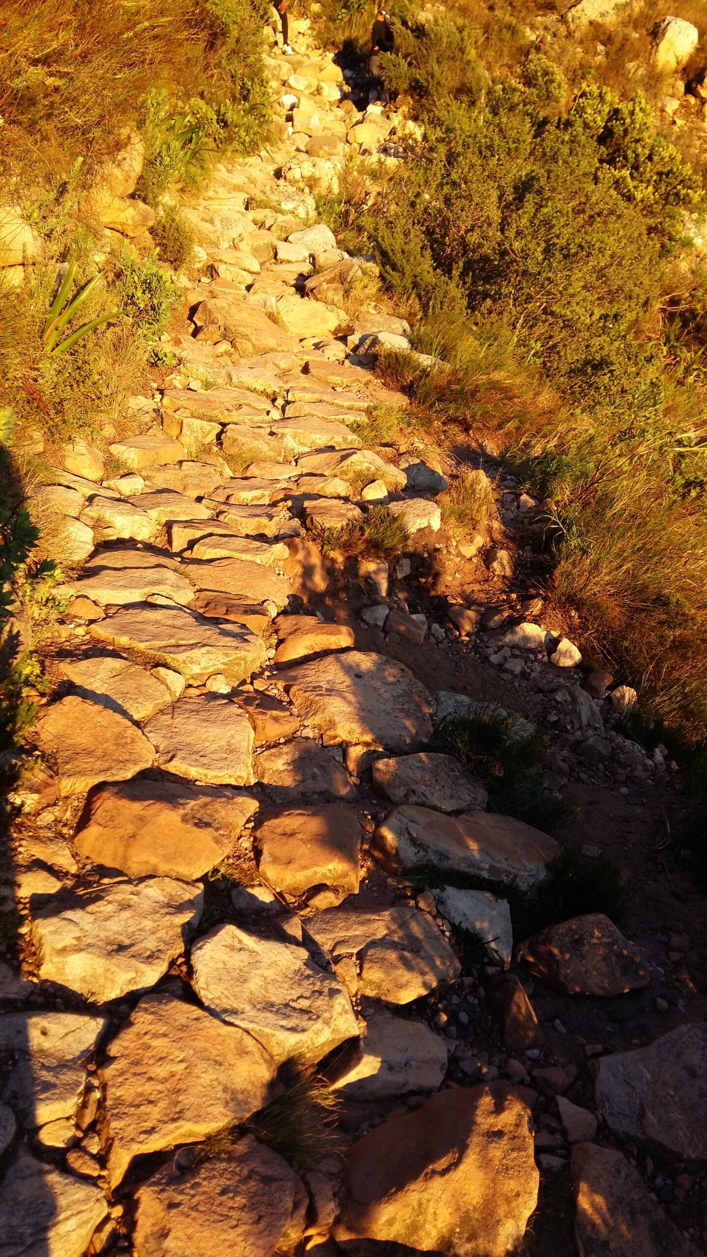 Stay Safe and Enjoy the Views: Essential Table Mountain Hiking Safety ...