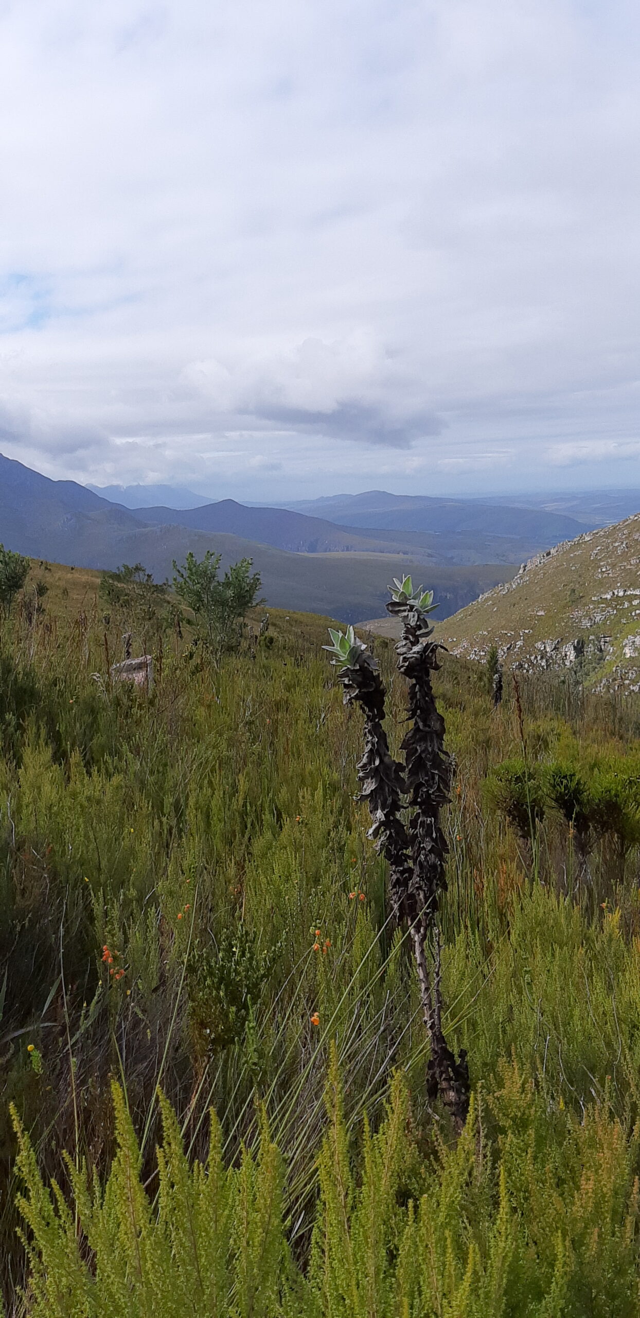 Unveiling the Splendor: Grootvadersbos Wilderness Hiking Trail - A ...