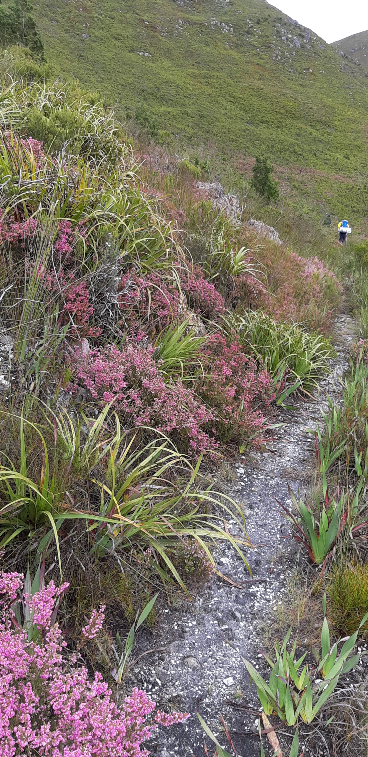 Unveiling the Splendor: Grootvadersbos Wilderness Hiking Trail - A ...