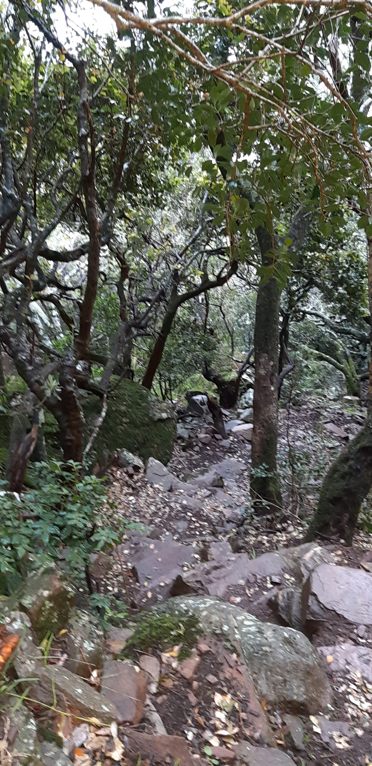 Unveiling the Majestic Woody Ravine - She Hikes ... A lot!